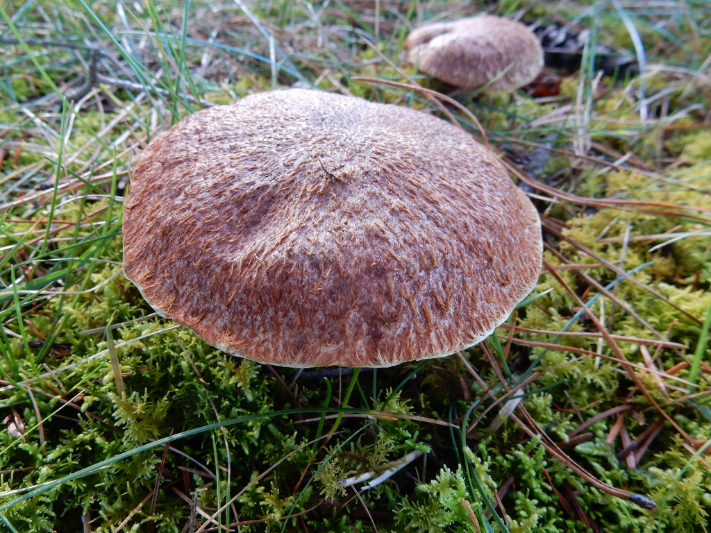 King Bolete from Okuku, New Zealand on June 06, 2022 at 01:34 PM by Ray ...