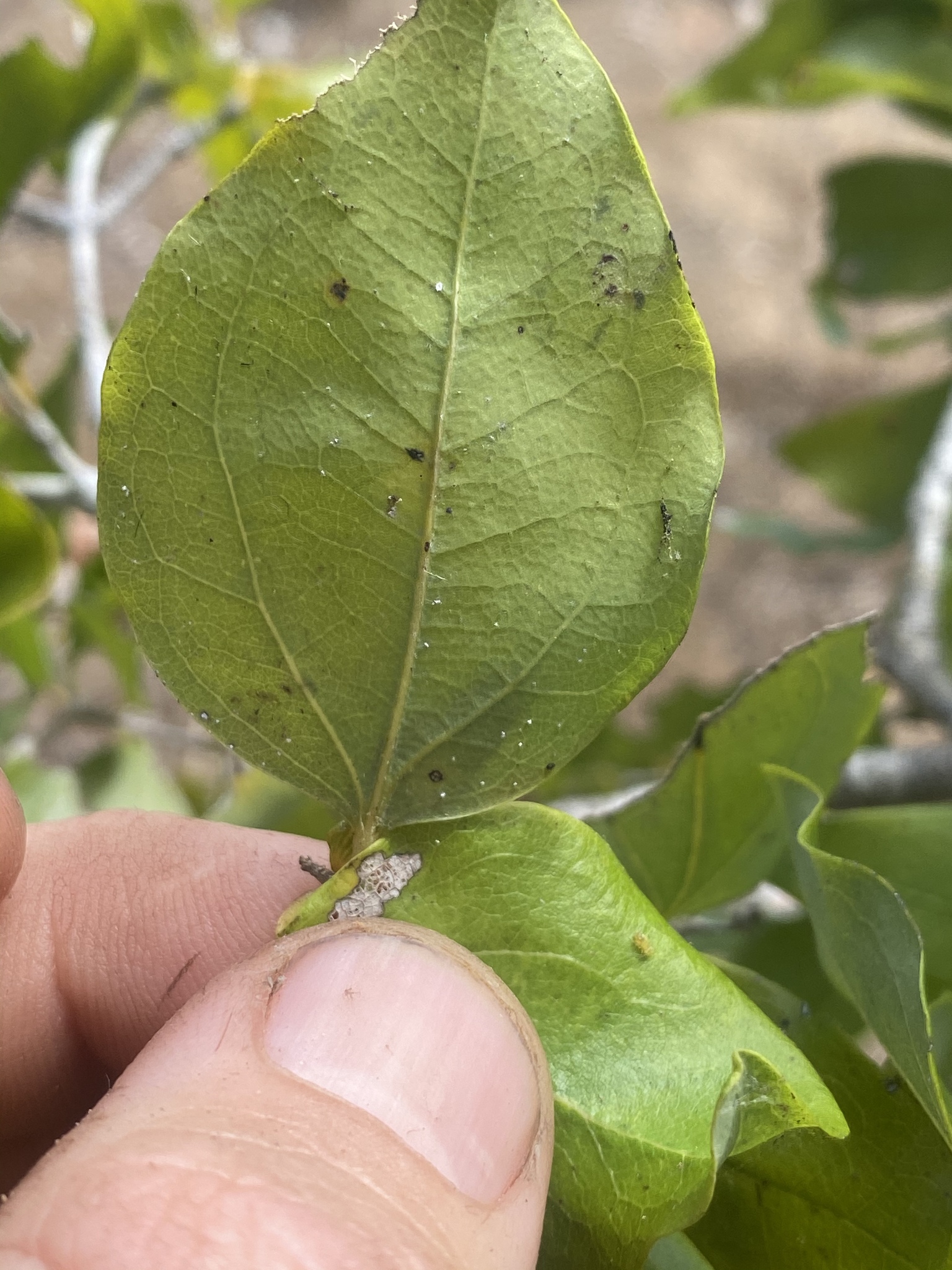 Strychnos lucida R.Br.