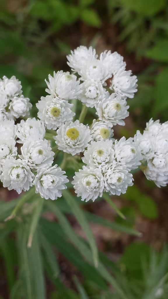 pearly everlasting (CKISS EcoGarden plant list) · iNaturalist