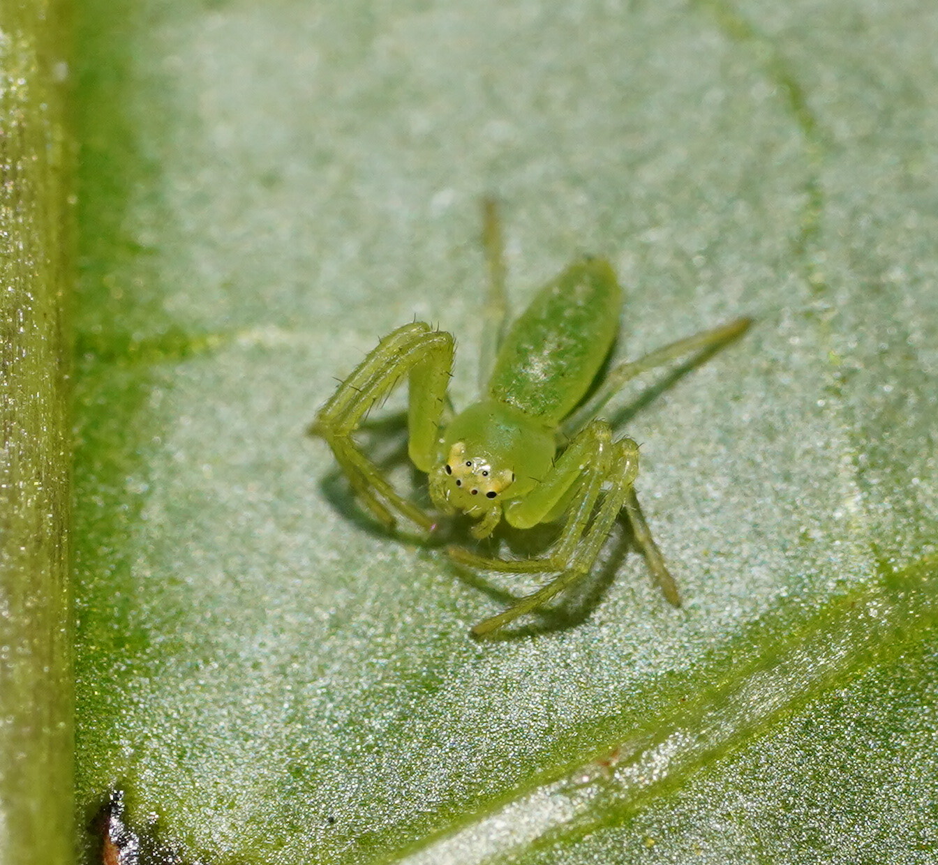 Cetratus rubropunctatus (Rainbow, 1920)