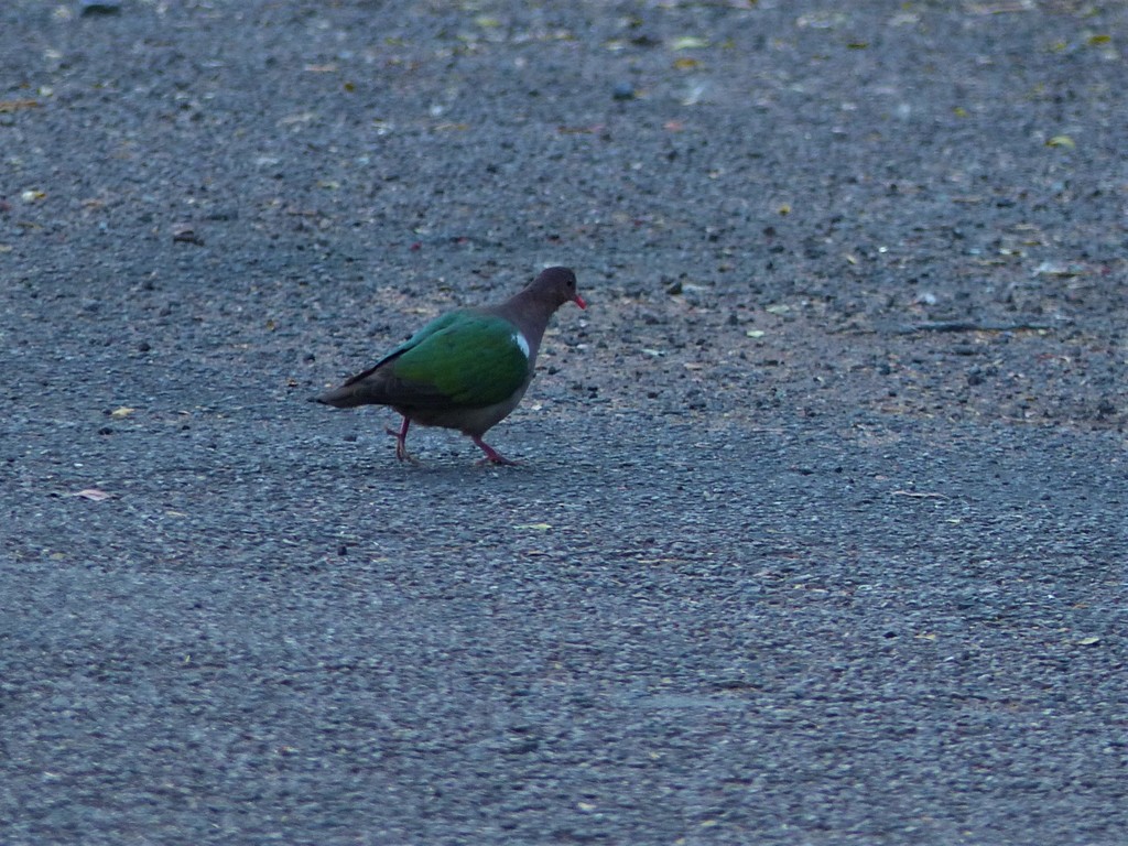 Pacific Emerald Dove from Darwin NT, Australia on August 09, 2018 at 06 ...