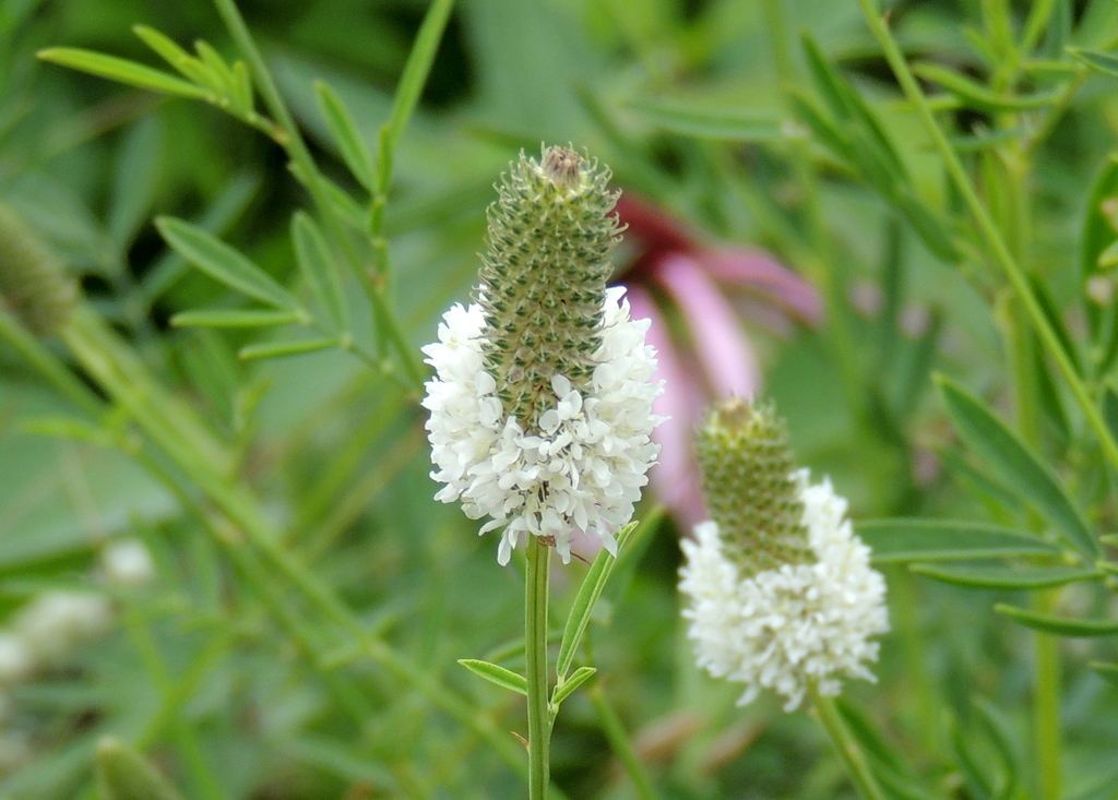 white prairie clover (Denver-Boulder Metro Area: Yellow, White and ...