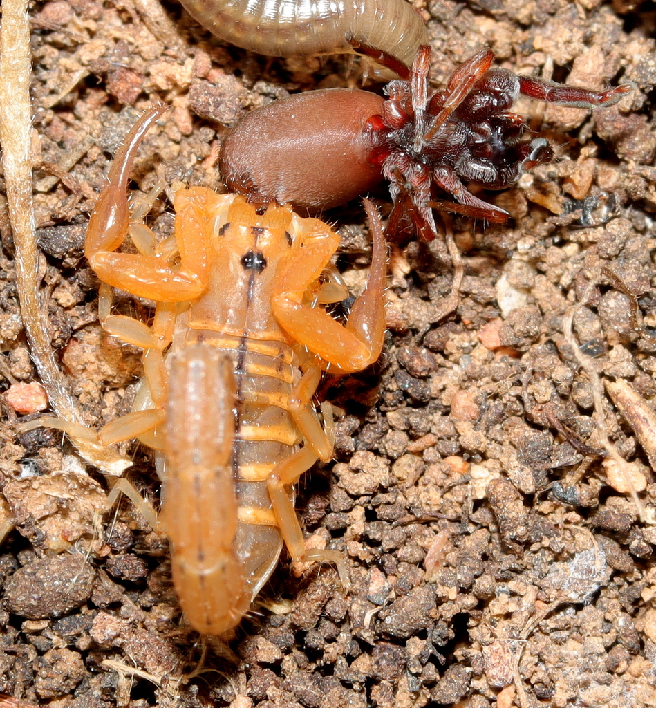 Common Palp-footed Spiders from West Coast DC, South Africa on ...