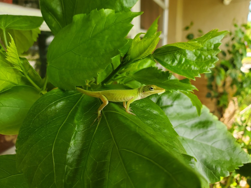 Green Anole from Pinellas County, FL, USA on August 07, 2020 at 12:12 ...