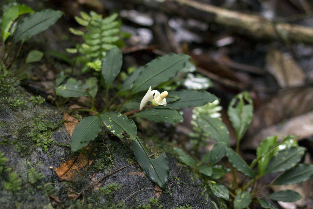 Bucephalandra bogneri from Siburan, Sarawak, Malaysia on July 21, 2022 ...