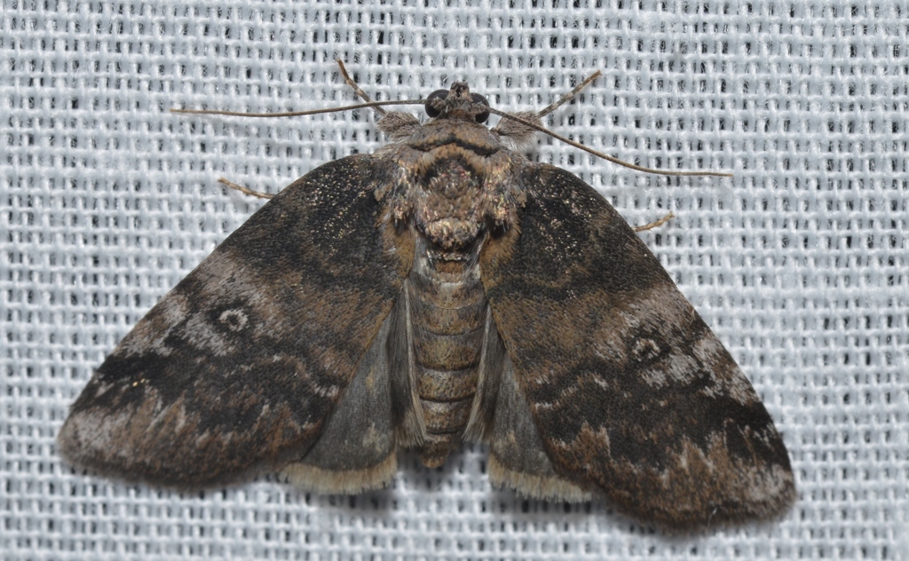 Pale Baileya Moth (Pennsylvania Moths) · iNaturalist