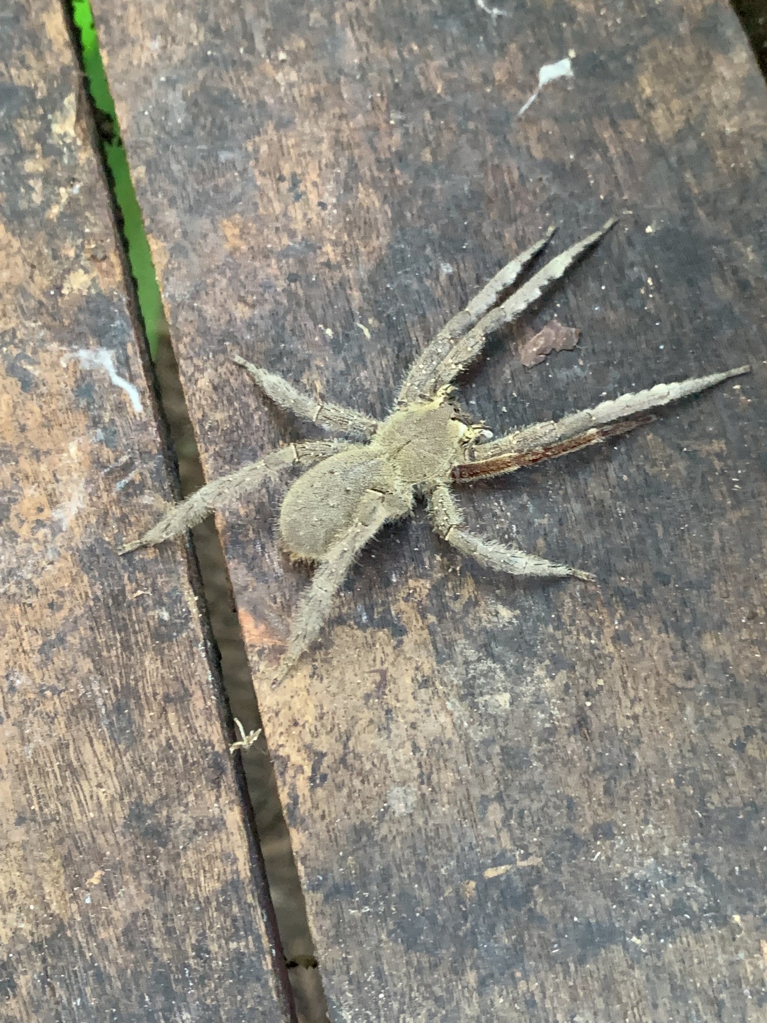 Phoneutria boliviensis (F.O.Pickard-Cambridge, 1897)