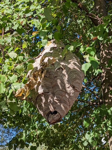 Observations by nsharp · iNaturalist