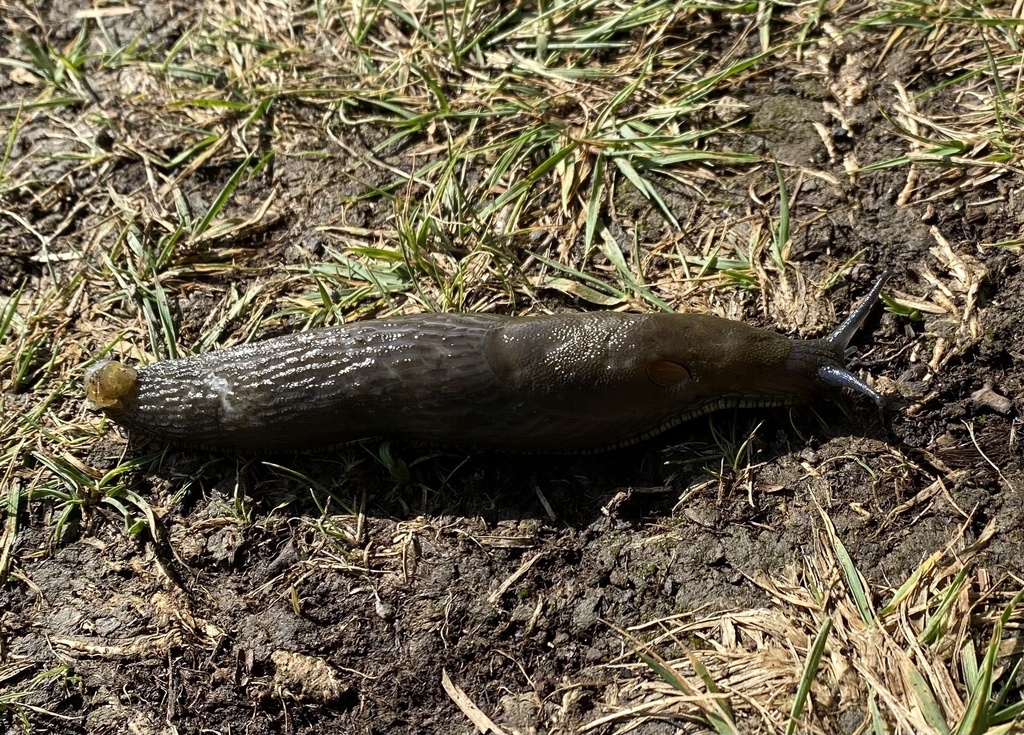 ater-group Arion Slugs from Burren National Park, Corofin, Co. Clare ...