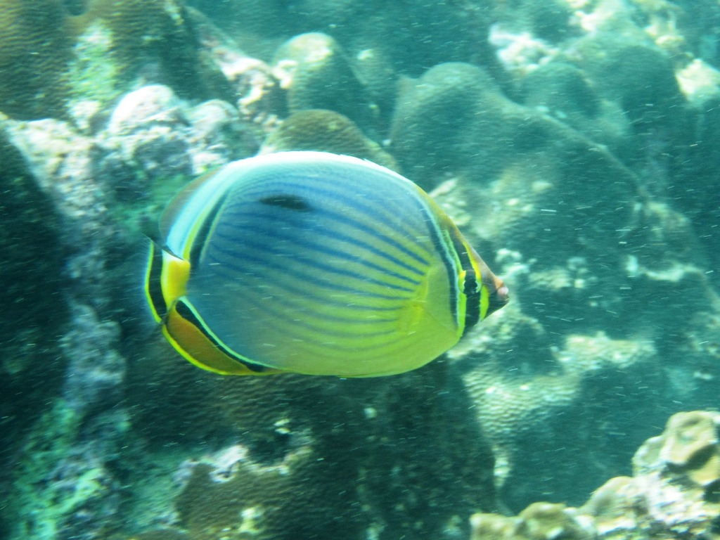 Indian Redfin Butterflyfish from Phi Phi Islands, Krabi, Thailand on ...