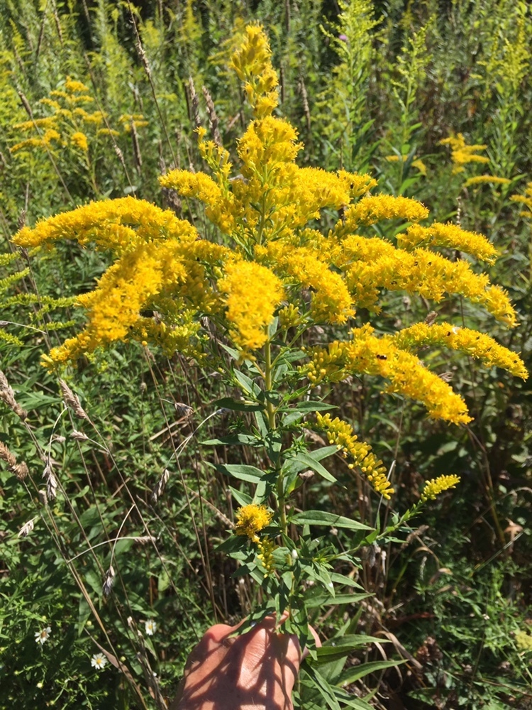 early goldenrod from Addison New Carlisle Rd, New Carlisle, OH, US on ...