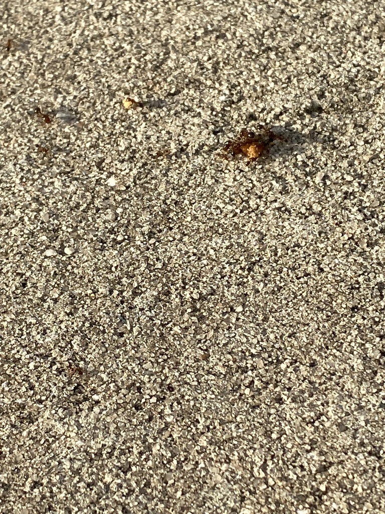 Red Imported Fire Ant from University of South Florida, Tampa, FL, US ...