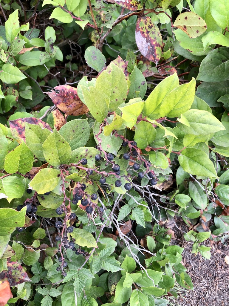 salal from Fifth St S, Manzanita, OR, US on September 8, 2022 at 09:22 ...