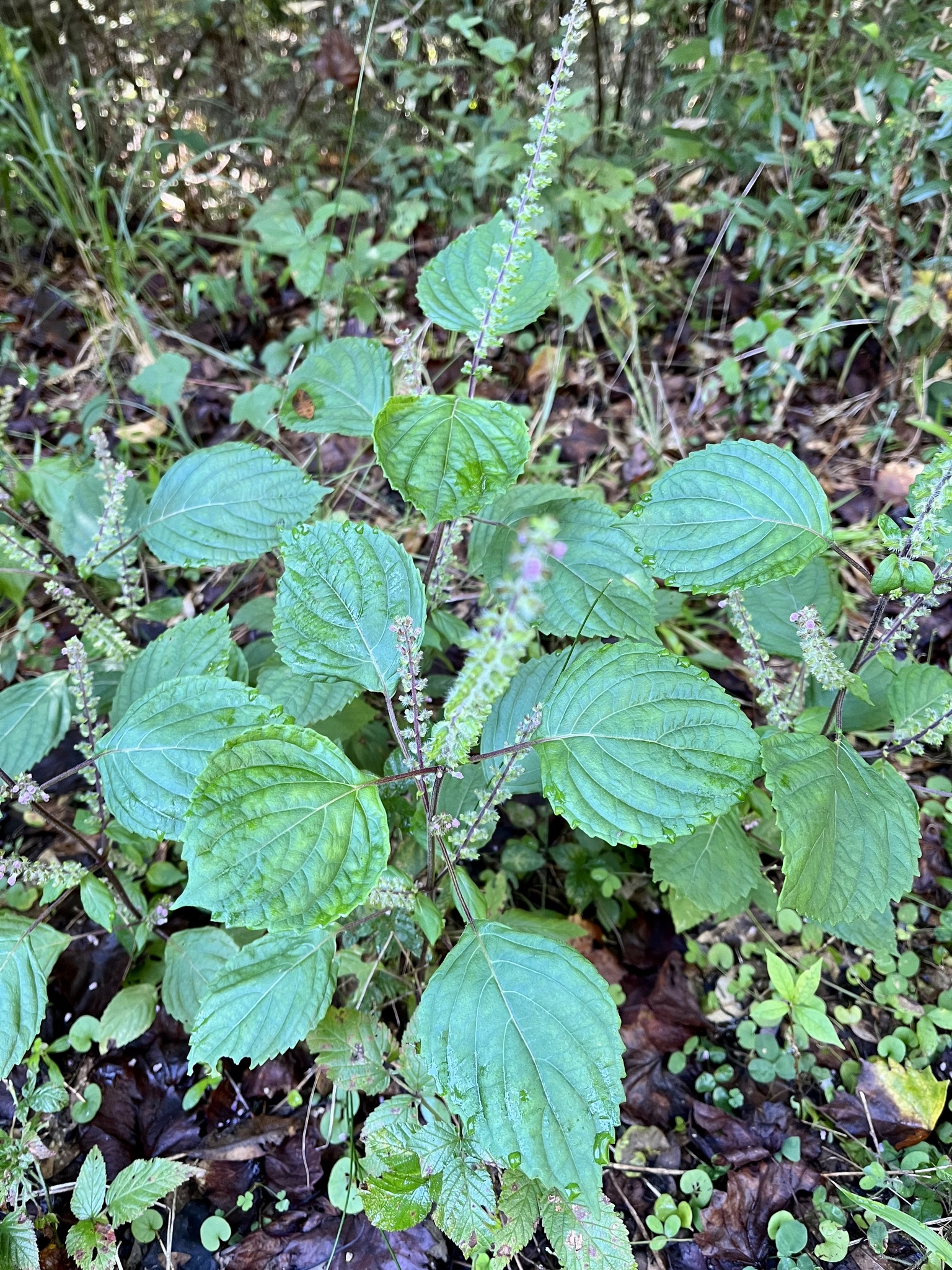 Mosla dianthera (Buch.-Ham. ex Roxb.) Maxim.