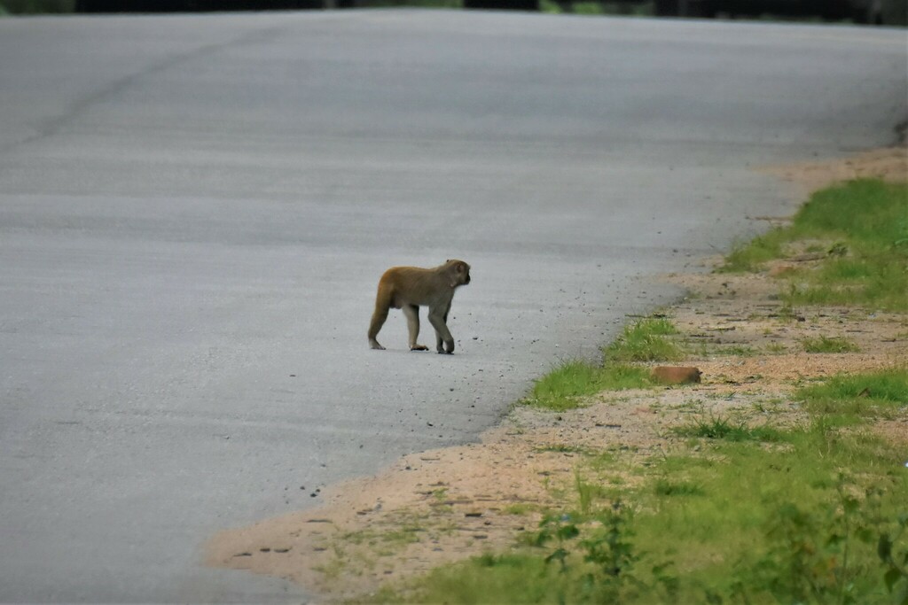 Rhesus Macaque from Tatamari, Keshkal, Chhattisgarh on August 30, 2022 ...