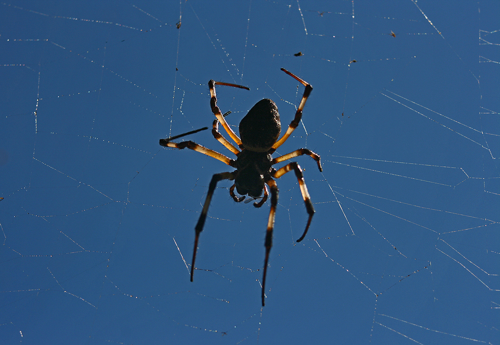 African Hermit Spider from Ilha da Madeira, Itaguaí - RJ, Brasil on ...