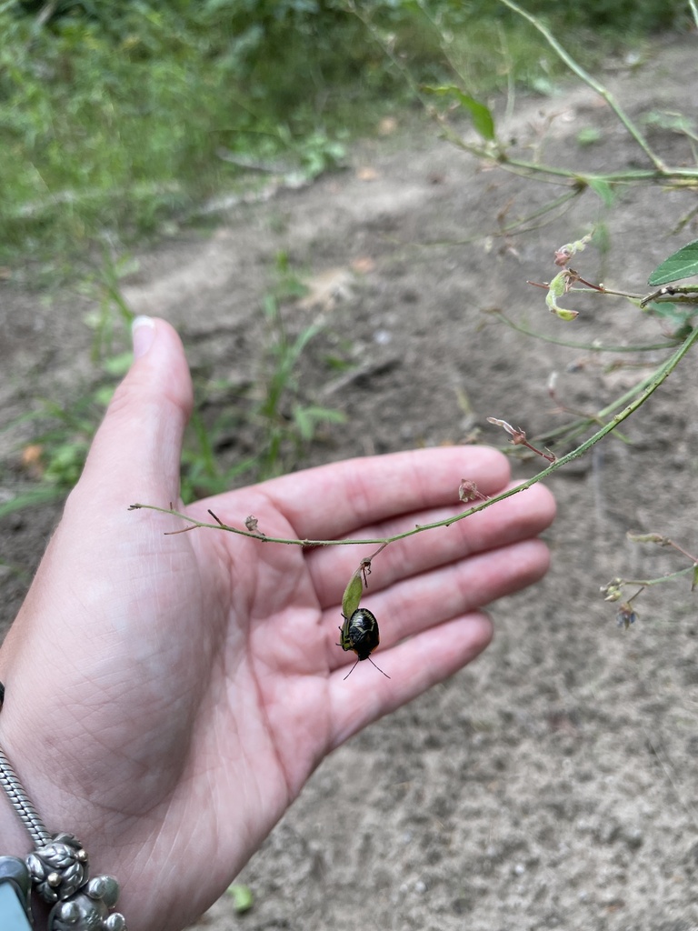 Stink Bugs, Shield Bugs, and Allies from Norfolk County, ON, CA on ...