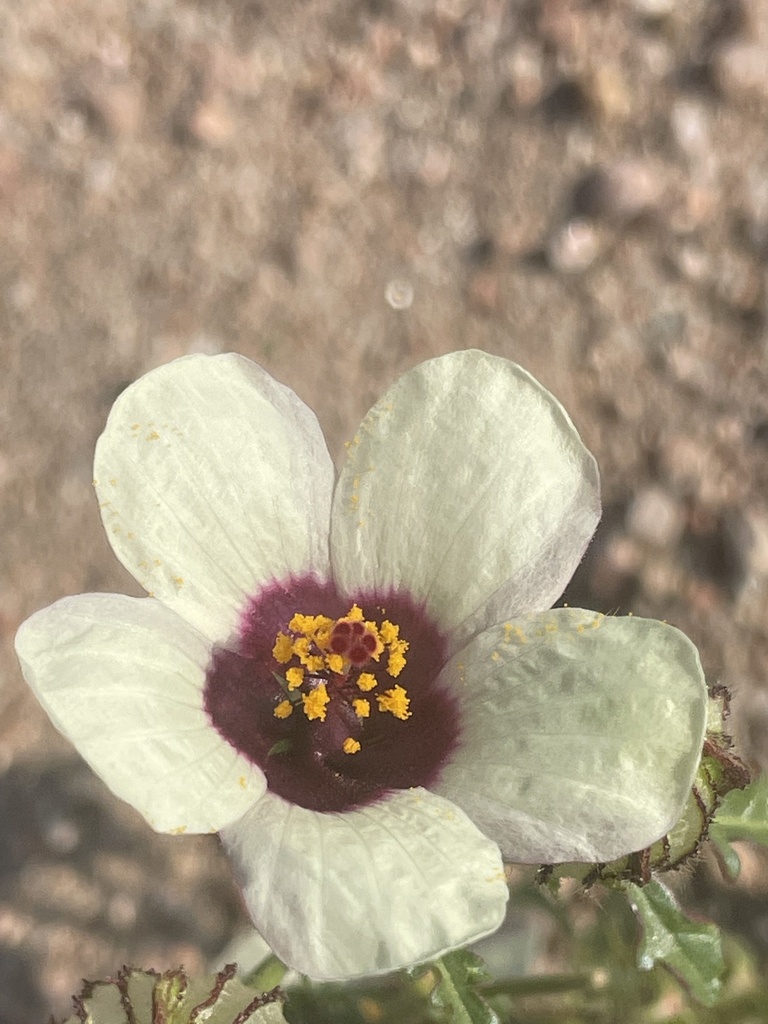 flower-of-an-hour from Brighton, CO, US on September 8, 2022 at 09:30 ...