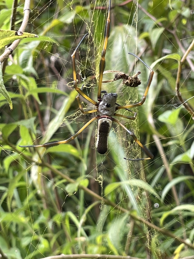 Golden Silk Spider from Trinidad, Trinidad and Tobago, TT on September ...