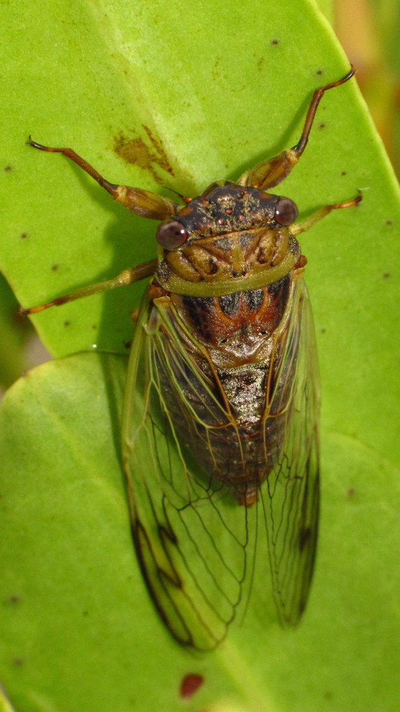 Olympic Scrub Cicada from Manatee County, FL, USA on September 08, 2022 ...