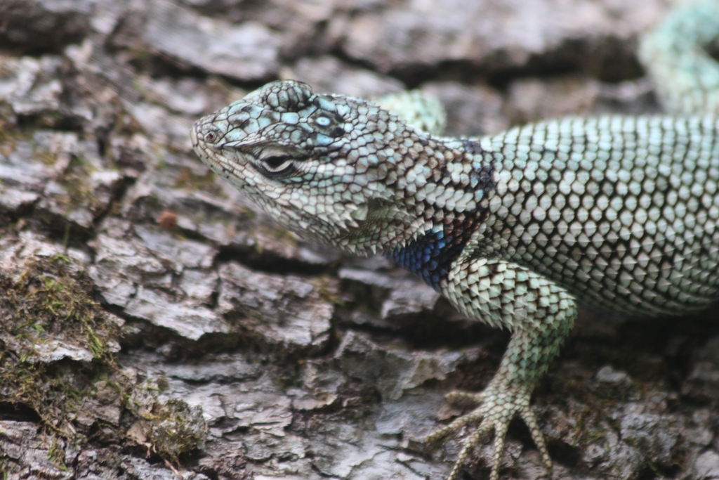 Yarrow's Spiny Lizard from Patagonia, AZ 85624, USA on September 3 ...