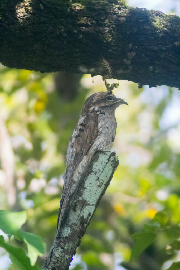 Northern Potoo from Siglo XXI, Palenque, Chis., México on September 8 ...