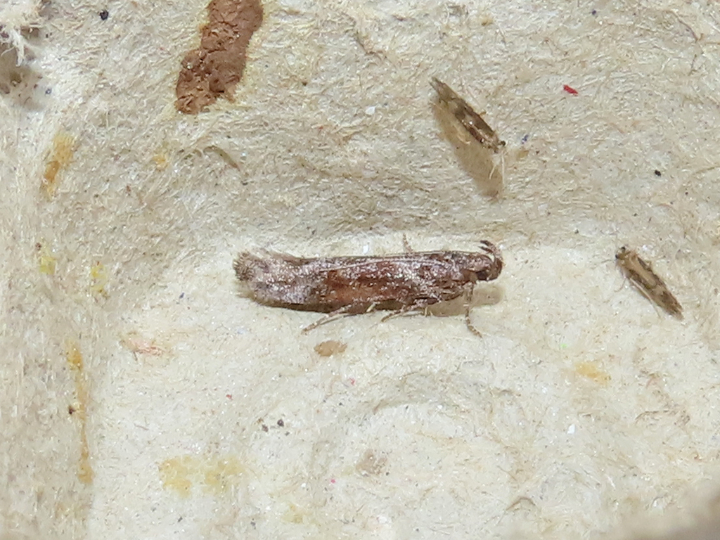 Goldenrod Elliptical-Gall Moth from Staff House - Murphys Point PP ...