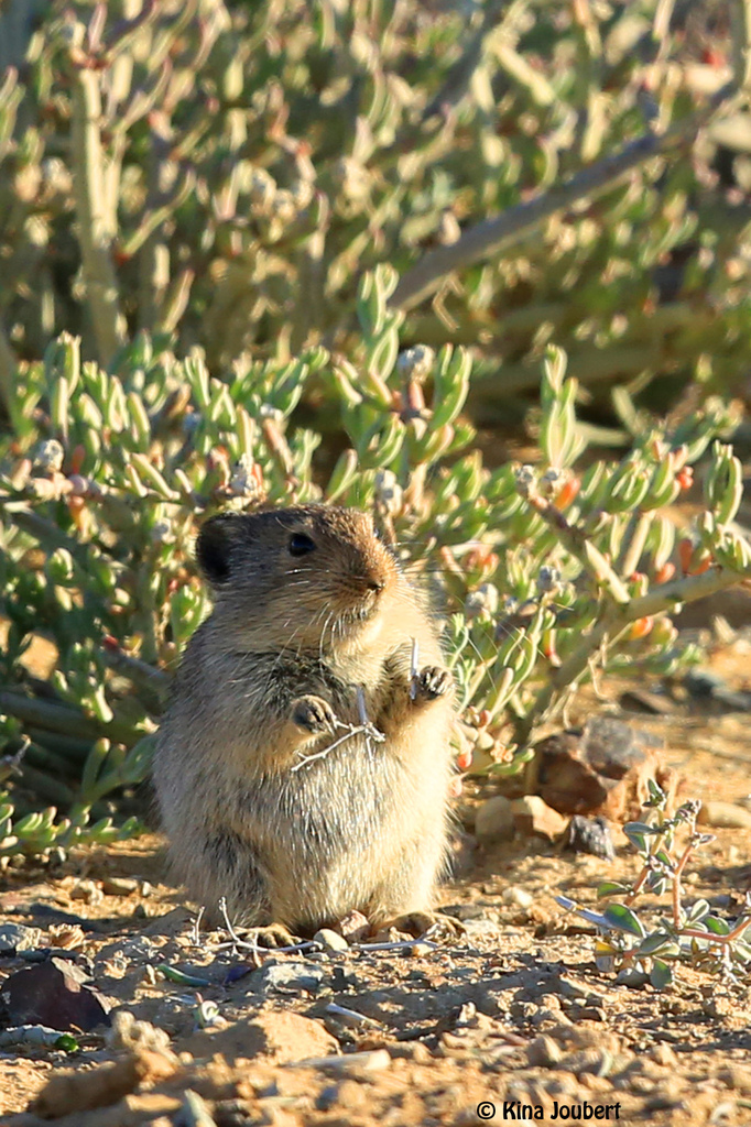 Karoo Vlei Rat from Breede River DC, South Africa on August 27, 2022 at ...