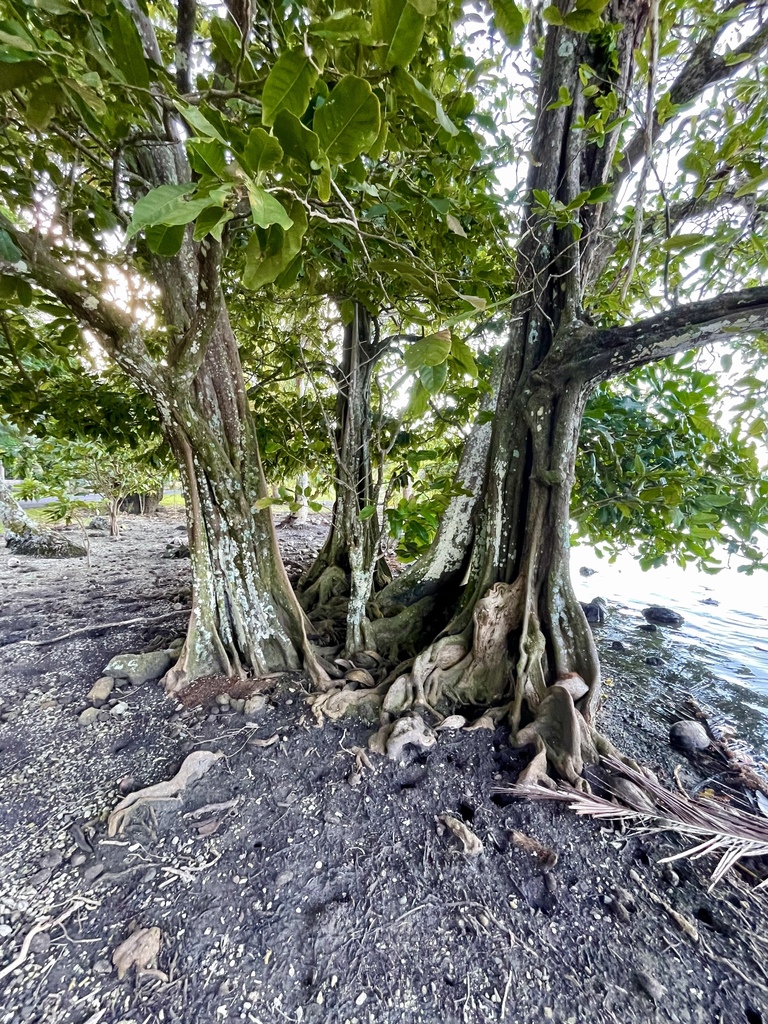 Polynesian chestnut from Tefareri'i, Huahine, French Polynesia on ...
