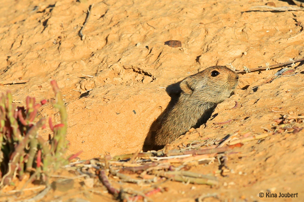 Karoo Vlei Rat from Breede River DC, South Africa on August 27, 2022 at ...