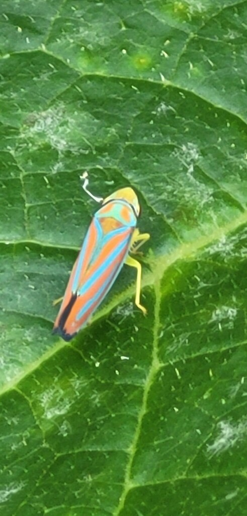 Graphocephala from Savage, MD, USA on September 06, 2022 at 04:40 PM by ...