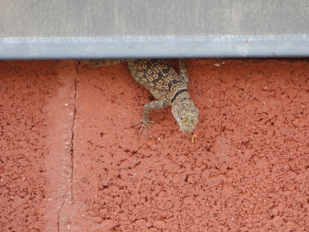 Banded Rock Lizard from Riverside, California, United States on ...