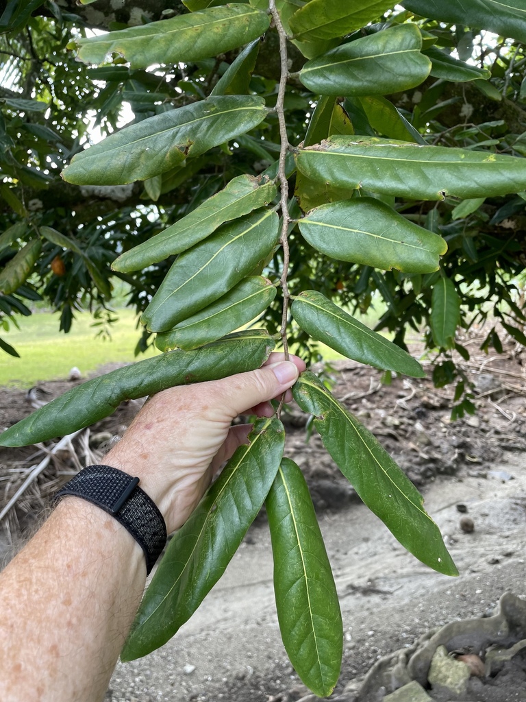 Polynesian chestnut (Inocarpus fagifer) - Botanical Realm