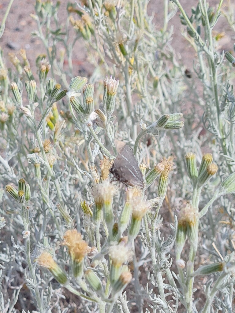 Atlides thargelia from Département de San Carlos, Province de Mendoza ...
