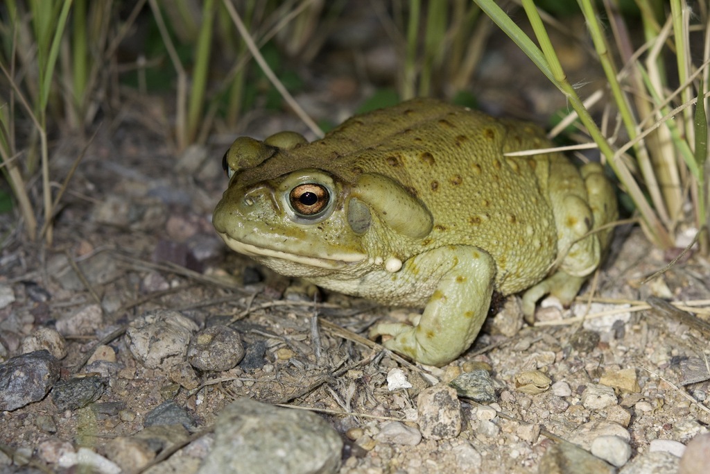 Sapo del desierto de Sonora (Anfibios y Reptiles Potenciales del ...