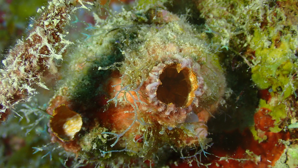 Giant Tunicate from Guantánamo, CU on 08 September, 2022 at 08:34 AM by ...