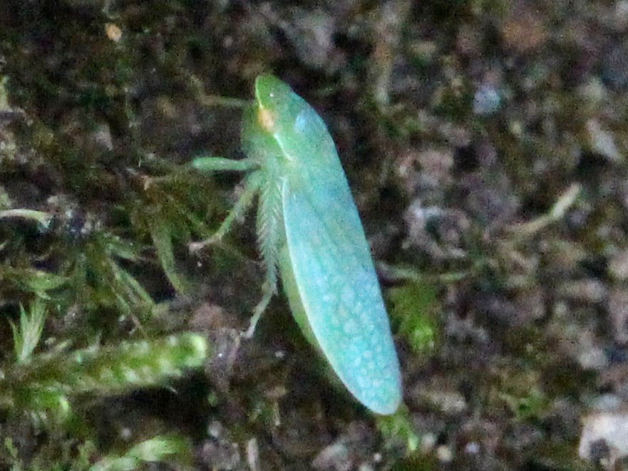 Gyponana octolineata (Say, 1825)
