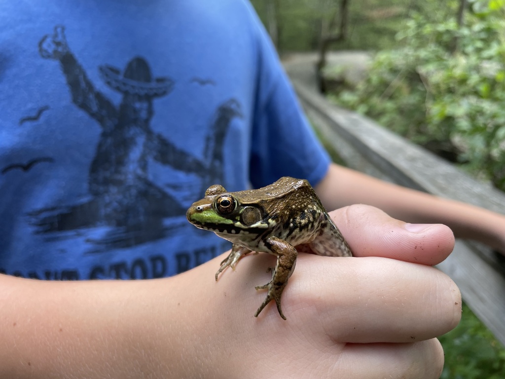 Green Frog from Arcadia Management Area, West Greenwich, RI, US on ...