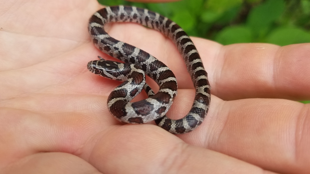 Eastern Milksnake from Patton Township, PA, USA on September 08, 2022 ...