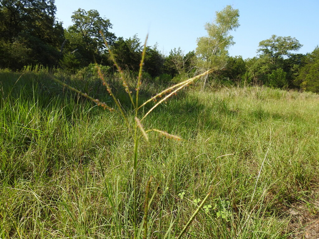 King Ranch bluestem from Bastrop County, TX, USA on September 8, 2022 ...