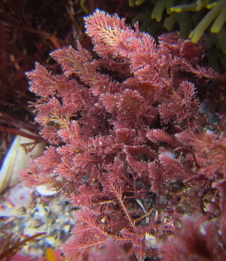 Common Coralline (Corallina officinalis) - Botanical Realm