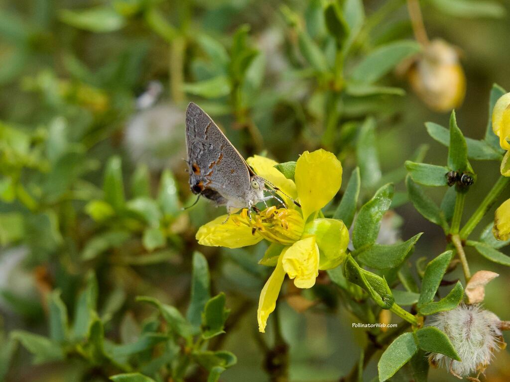 Leda Ministreak from Maricopa, Arizona, United States on September 08 ...
