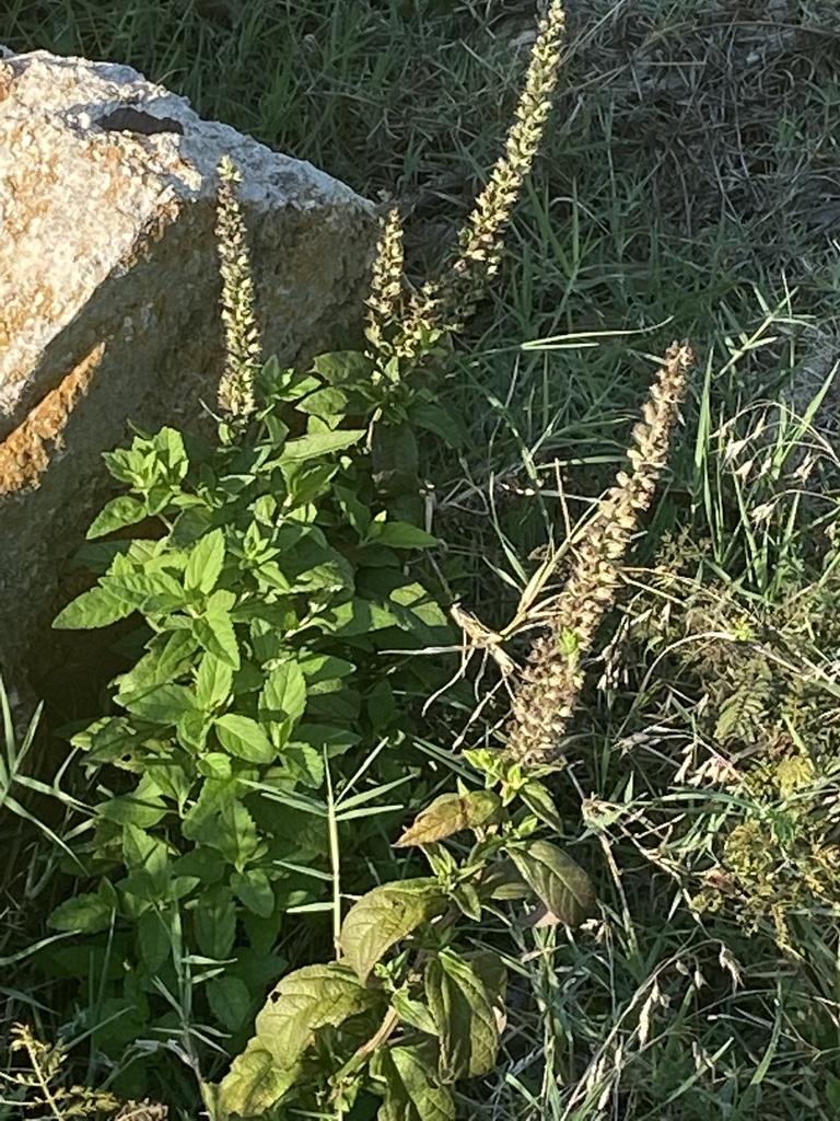 American germander from E Lake Dr, Weatherford, TX, US on September 08 ...