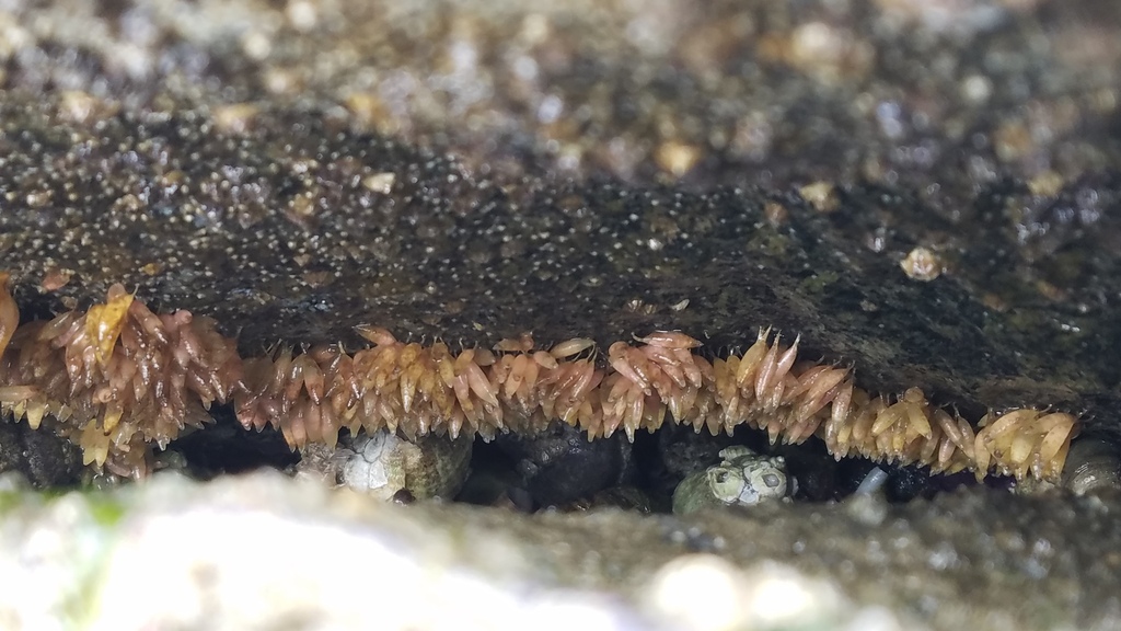 Nucella from Whatcom, Washington, United States on April 20, 2018 at 01 ...