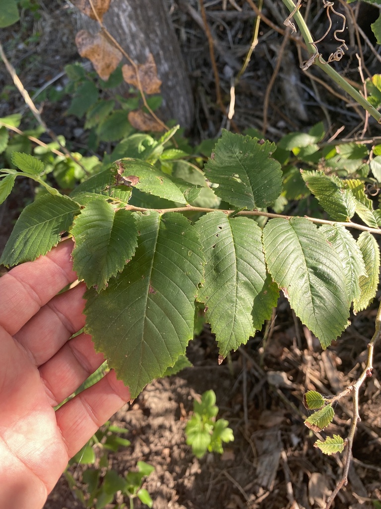 American elm from W Lake Dr, Weatherford, TX, US on September 8, 2022 ...