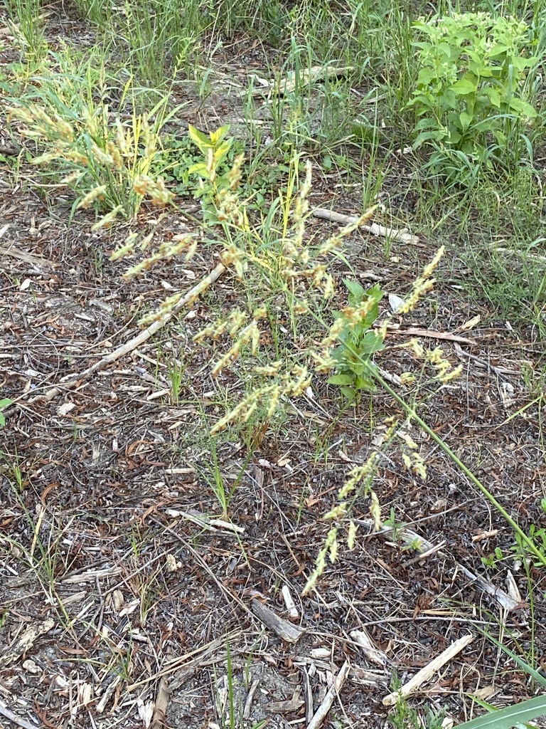 Johnson grass from Lake Weatherford, Weatherford, TX, US on September ...