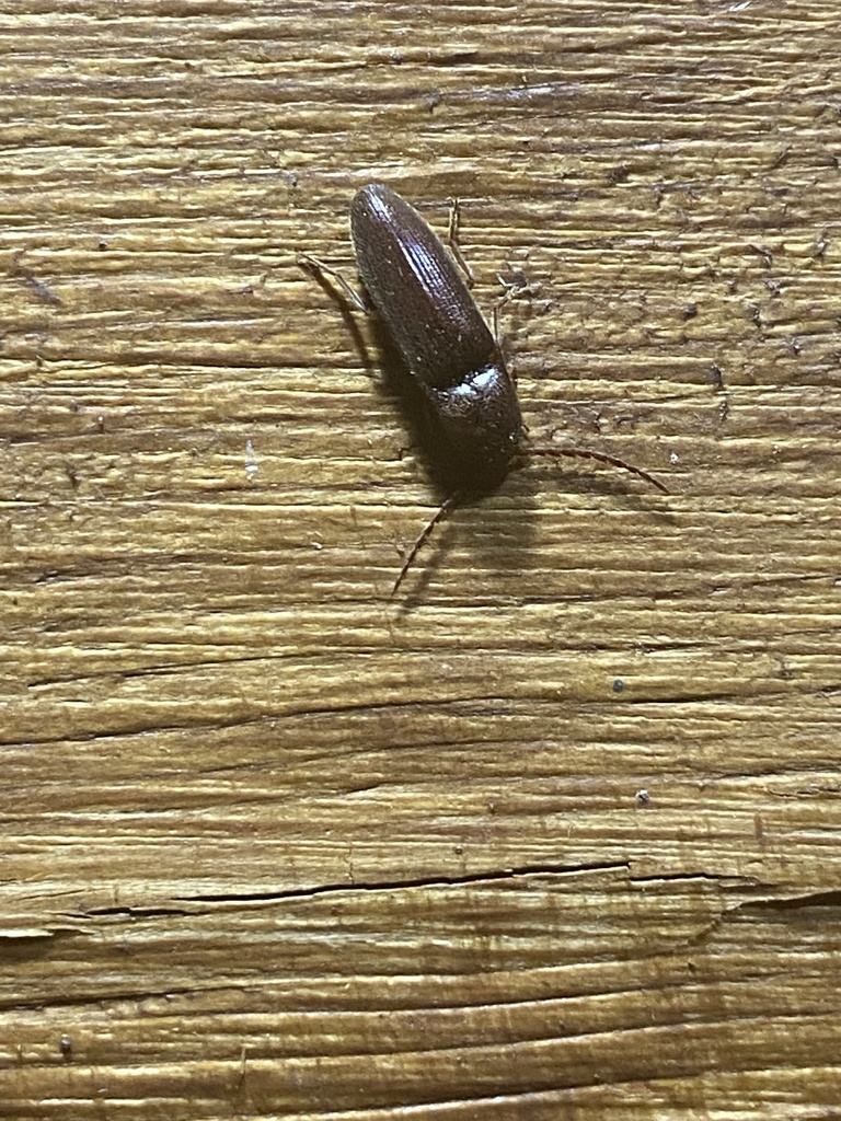 Click Beetles from Briarcliff Dr, Arlington, TX, US on September 08 ...