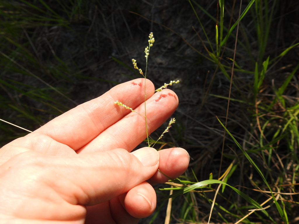 Gaping Panicgrass from Bastrop County, TX, USA on September 08, 2022 at ...