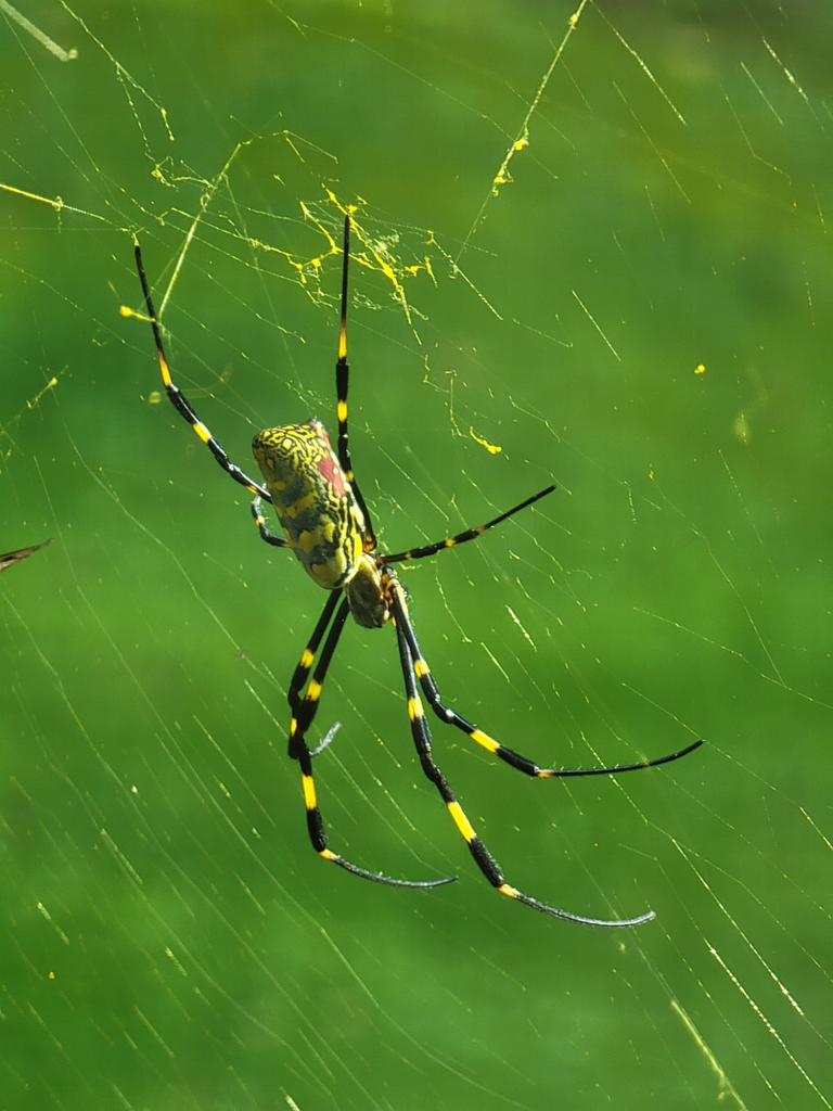 Joro Spider from Bluff City on September 07, 2022 at 05:00 PM by ...