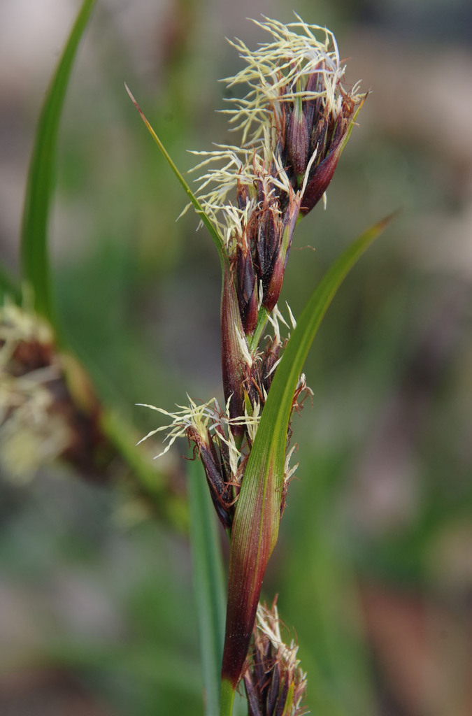 large flowered bog-rush (Ammothryon grandiflorum) - Botanical Realm